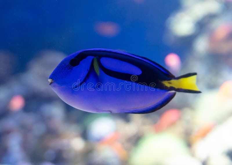 Tropical Fish in an Aquarium on a Blue Background, Close-up Stock Photo ...