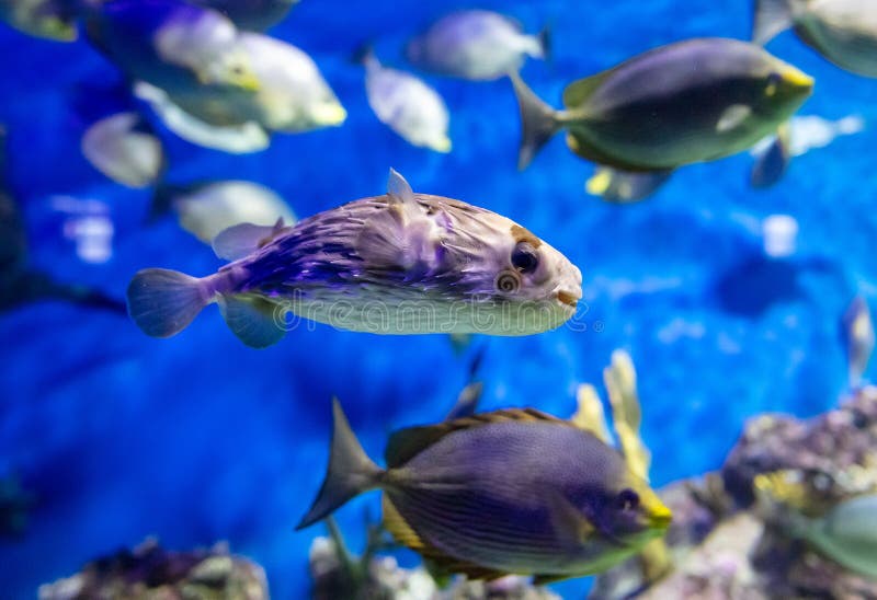 Tropical Fish in an Aquarium on a Blue Background, Close-up Stock Photo ...