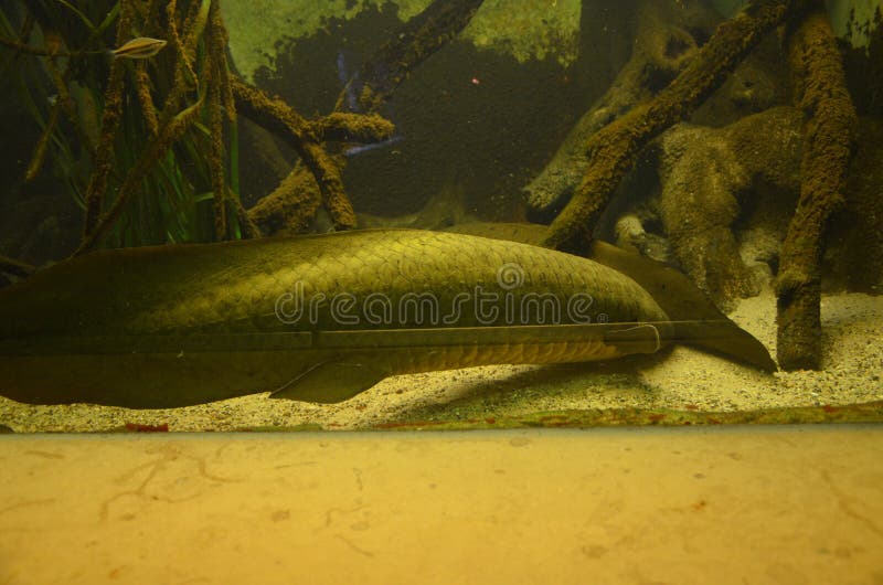 Tropical Fish in Aquarium, Frankfurt am Main Germany Stock Photo ...