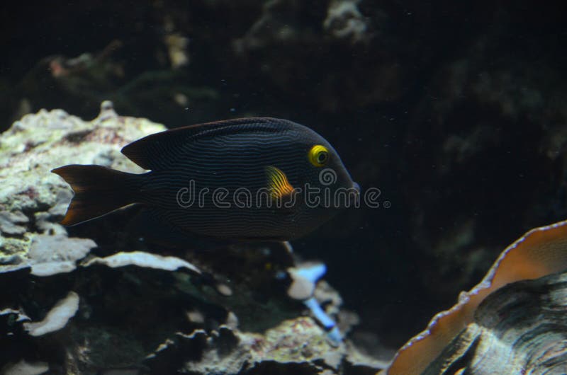 Tropical Fish in Aquarium, Frankfurt am Main Germany Stock Photo ...