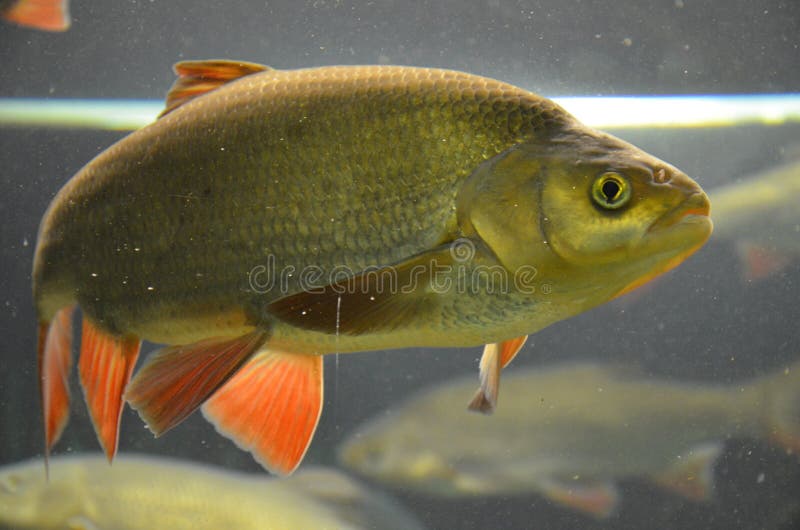 Tropical Fish in Aquarium, Frankfurt am Main Germany Stock Image ...