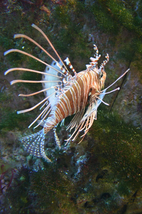 Tropical Fish in Aquarium, Frankfurt am Main Germany Stock Photo ...