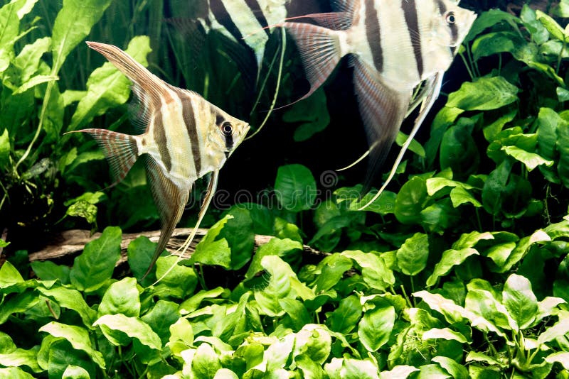 Tropical Fish in an Aquarium Representing the Typical Environment of ...