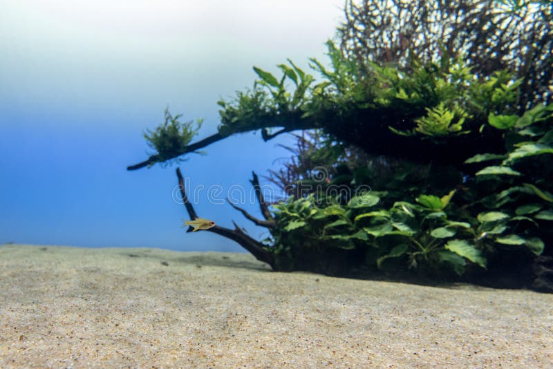 Tropical Fish in an Aquarium Representing the Typical Environment of ...