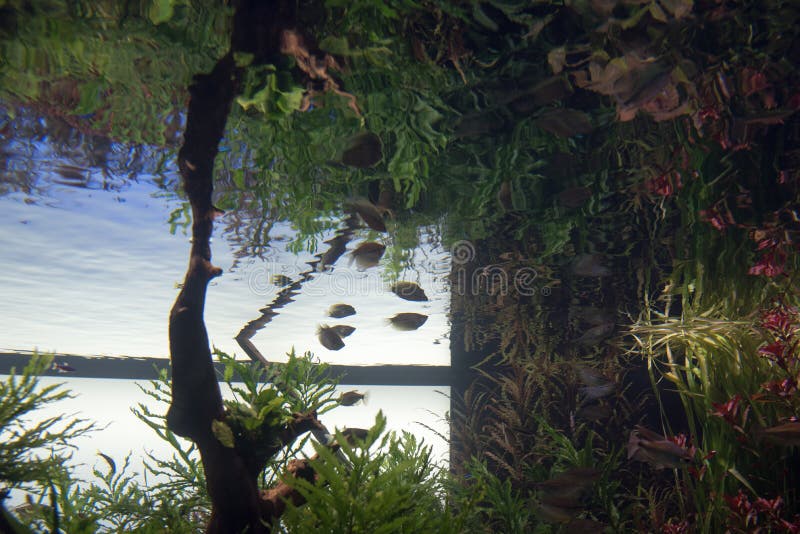 Tropical Fish in an Aquarium Representing the Typical Environment of ...