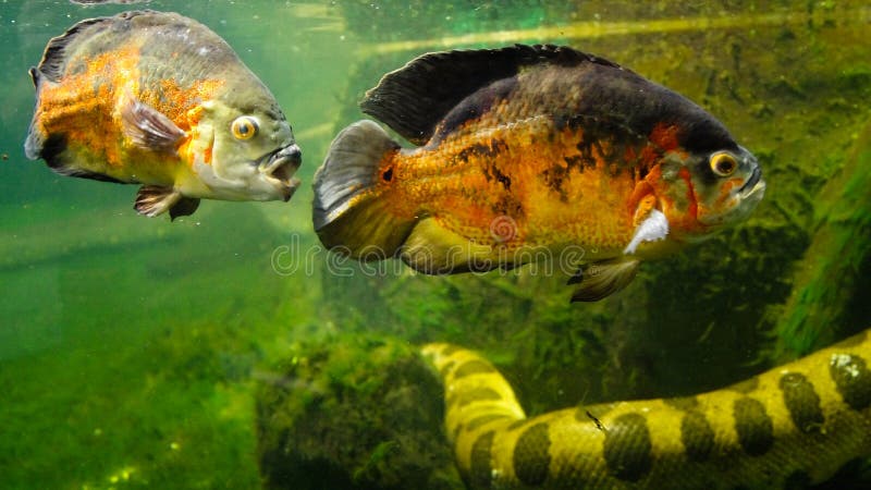 Tropical Fish and Aquatic Snake Stock Image - Image of tropical ...