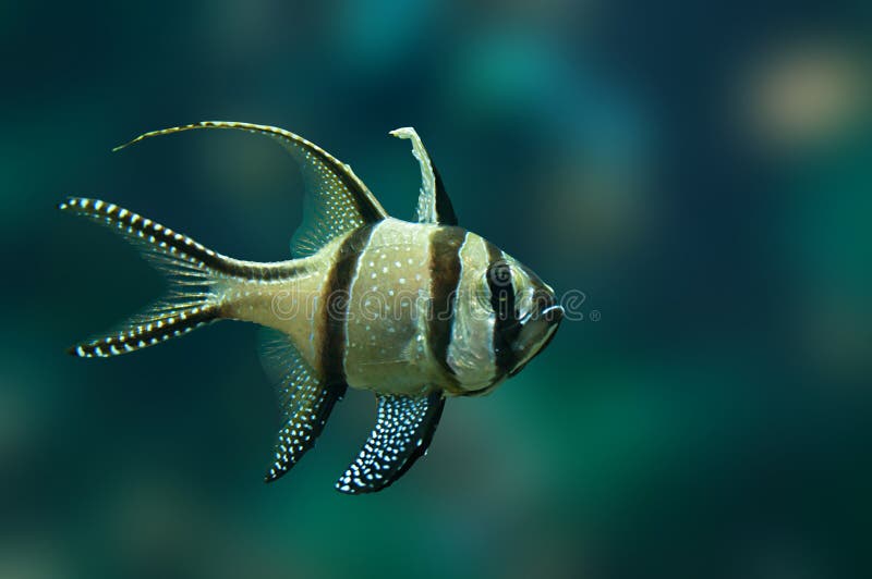 Banggai Cardinalfish - Pterapogon Kauderni Stock Photo - Image of ...