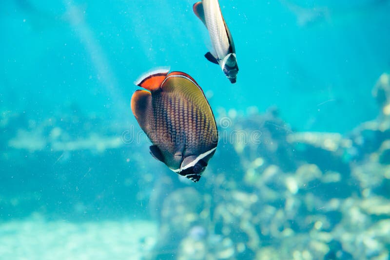 Tropical fish stock image. Image of beautiful, swim, swimming - 93004271