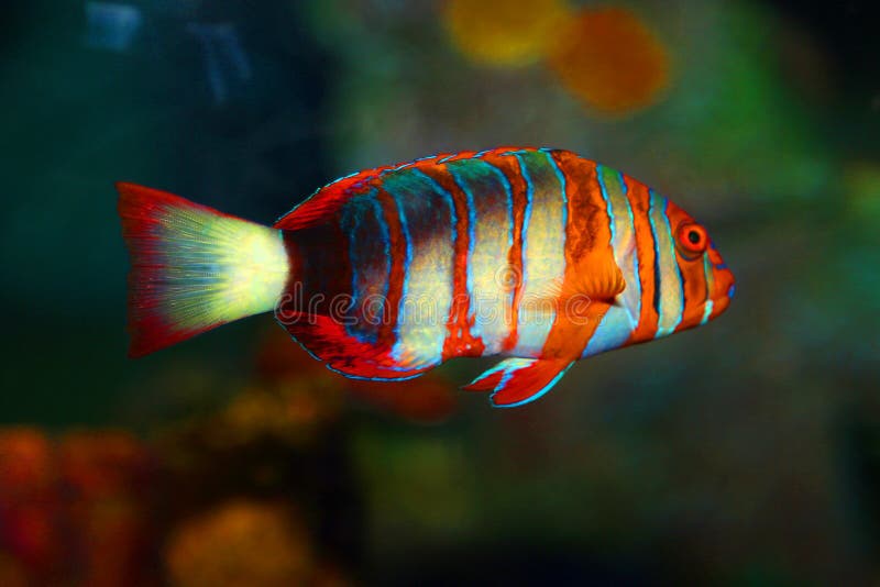 Bright Tropical Fish Stock Photos - Download 19,764 Royalty Free Photos