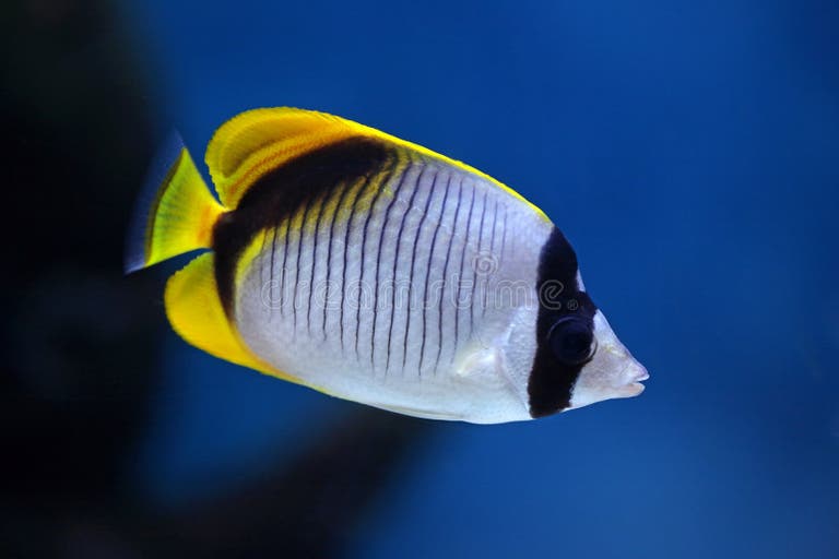 Tropical Fish Chaetodon Lineolatus Stock Photos - Free & Royalty-Free ...