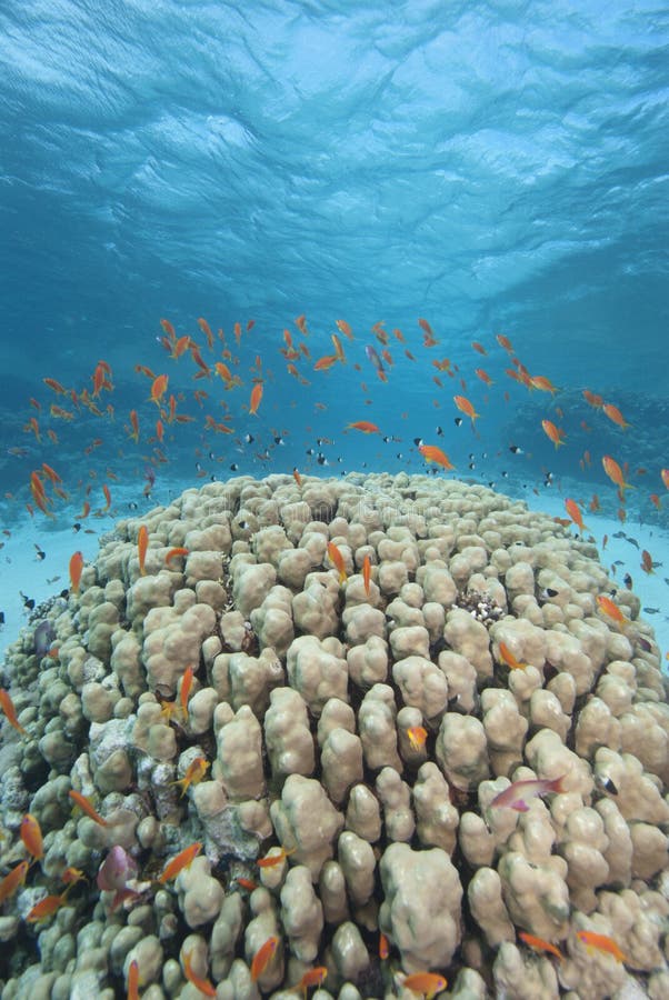 Tropical Fish in Clear Blue Water Stock Photo - Image of space, copy ...