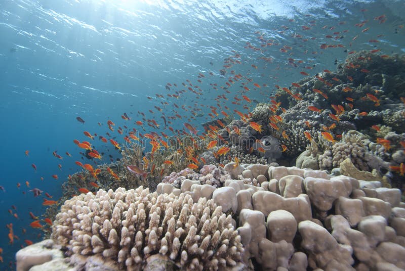 Tropical Fish in Clear Blue Water Stock Photo - Image of marine, fish ...