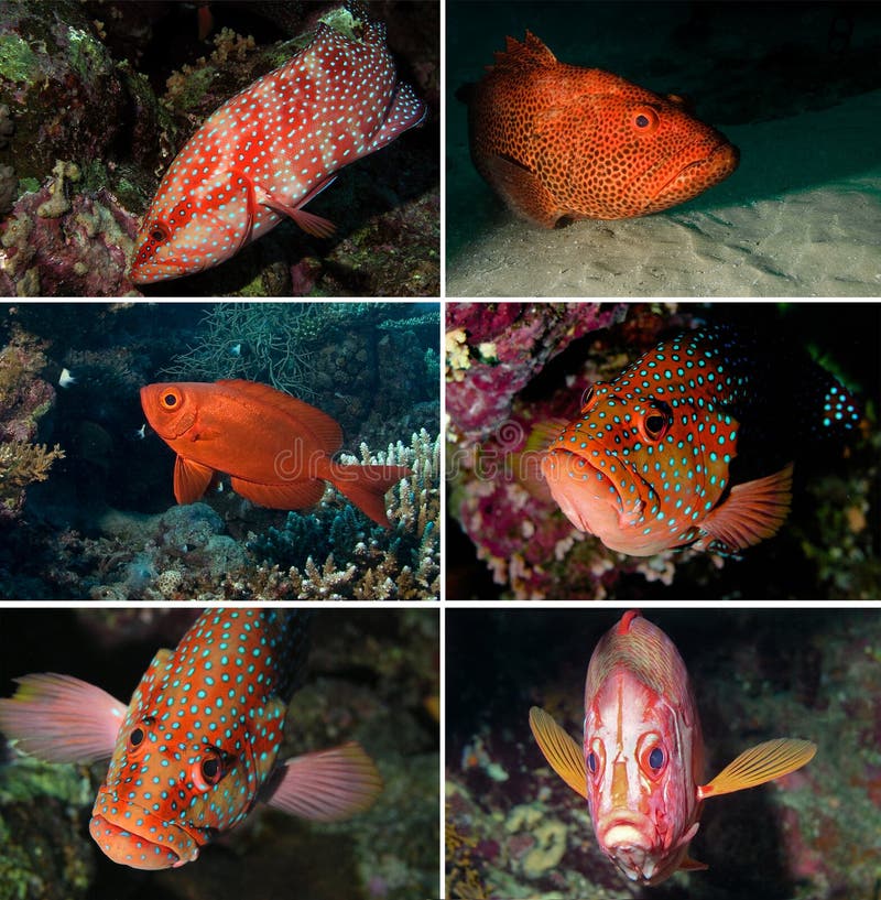 Set of 16 fishes stock photo. Image of pufferfish, exotic - 12448928