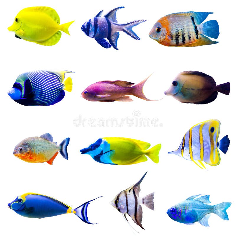 Tropical fish stock image. Image of beauty, blue, ocean - 54947675