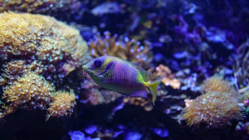 Tropical Fish of Colorful Colors Swimming Quietly among Corals. Stock ...