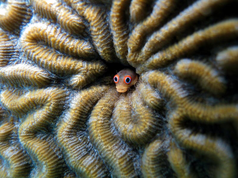 Tropical Fish in Coral Hole Stock Photo - Image of spotjaw, fish: 17039002