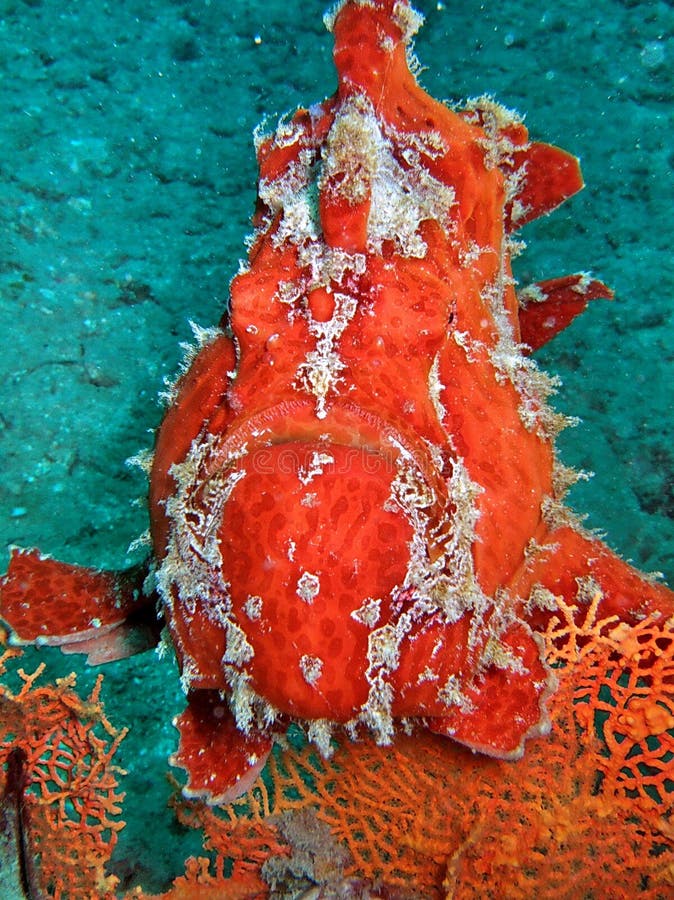 Unique Coral Reef Formation Stock Photo - Image of environment, unique ...