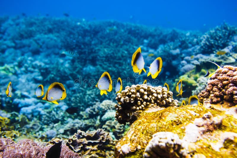 Tropical Fish on Coral Reef in Blue Ocean. Stock Photo - Image of bali ...
