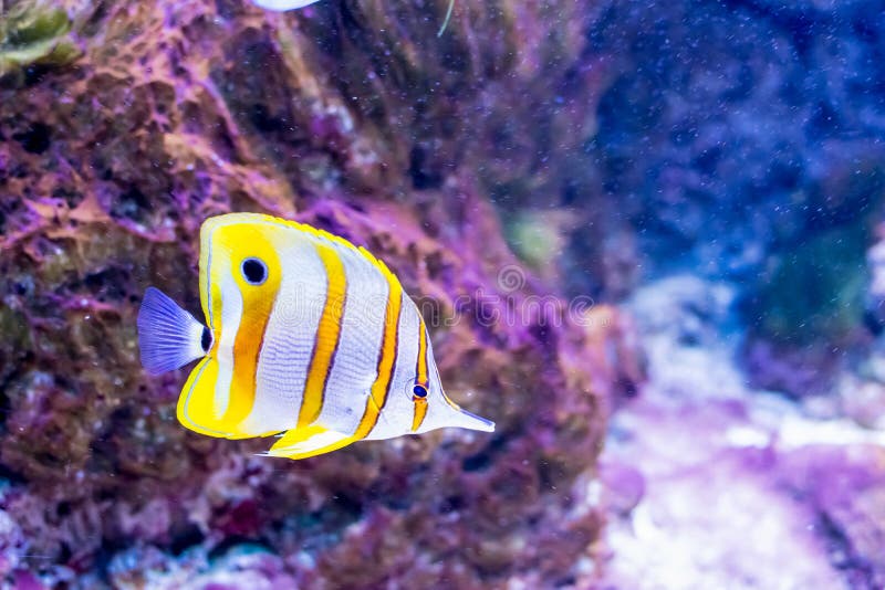 Tropical Fish Coral Reef Dweller Stock Photo - Image of plankton ...