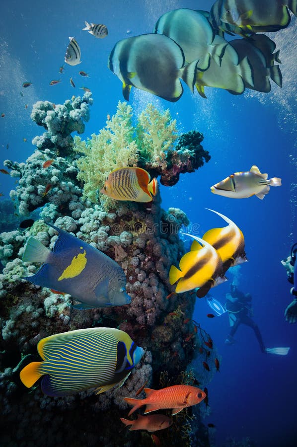 Tropical Fish in Coral Reef Stock Image - Image of fish, ocean: 19046563
