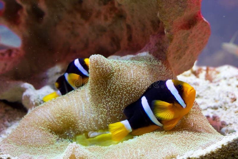 Banded Krait (Bungarus Fasciatus) Stock Photo - Image of krait, yellow ...