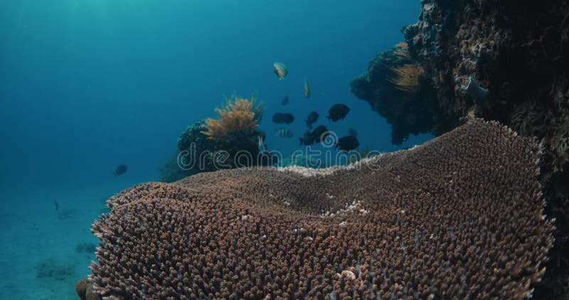Tropical Fish and Corals Underwater in Deep Transparent Ocean Stock ...