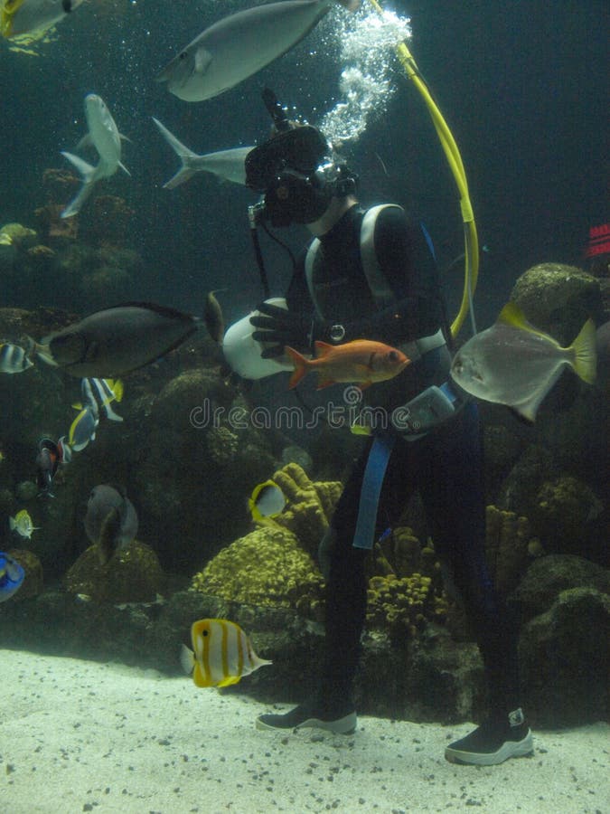 Tropical Fish Diver stock photo. Image of live, tropics - 2894866