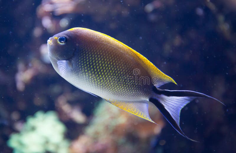 Animals Dramatic Lighting Stock Photos - Free & Royalty-Free Stock ...