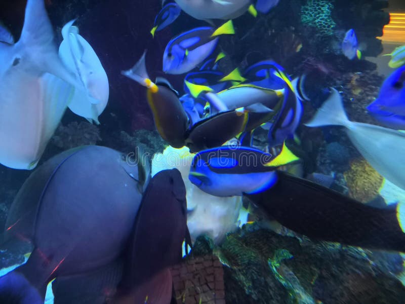 Tropical Fish Eating Vegetable in the Sea Stock Photo - Image of animal ...