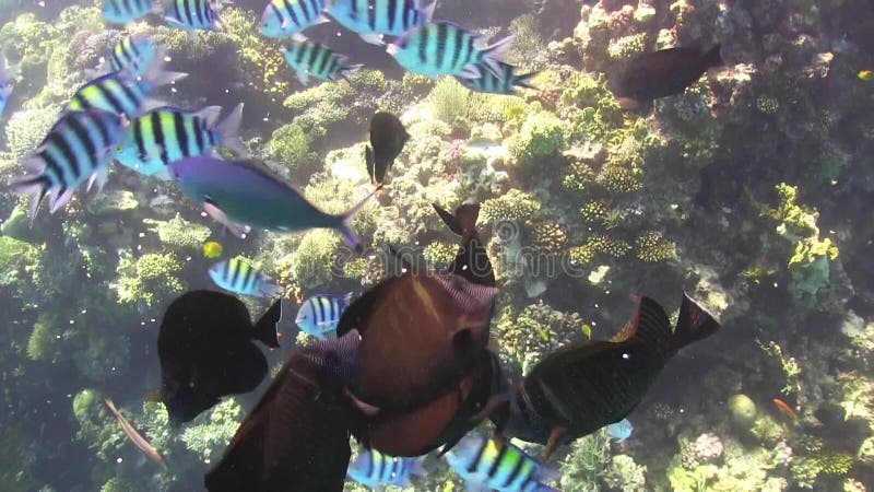 Tropical Fish Feeding on Vibrant Coral Reef Stock Footage - Video of ...