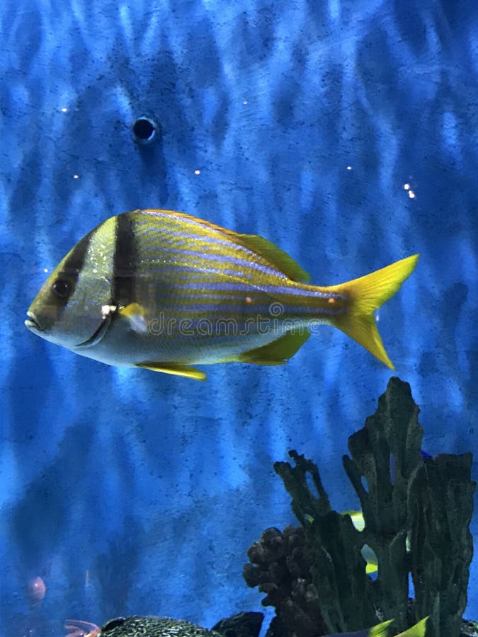 Tropical Fish Florida Tank Swimming Stock Image - Image of tropical ...