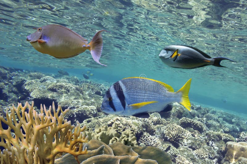 Tropical Fish and Hard Corals in the Red Sea, Stock Image - Image of ...