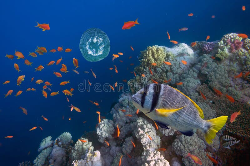 Tropical Fish and Hard Corals in the Red Sea Stock Image - Image of ...