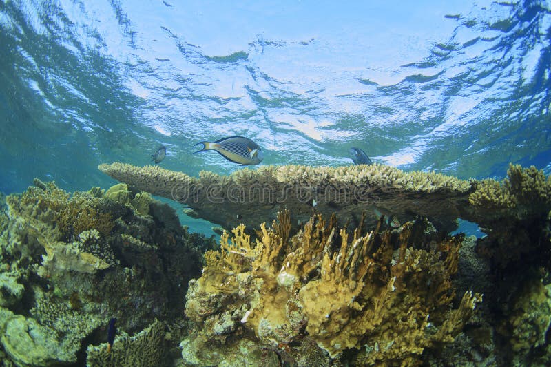 The Tropical Fish Has As Its Home a Huge Hard Coral. Stock Image ...