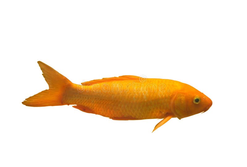 Tropical fish isolated stock image. Image of closeup - 11477389