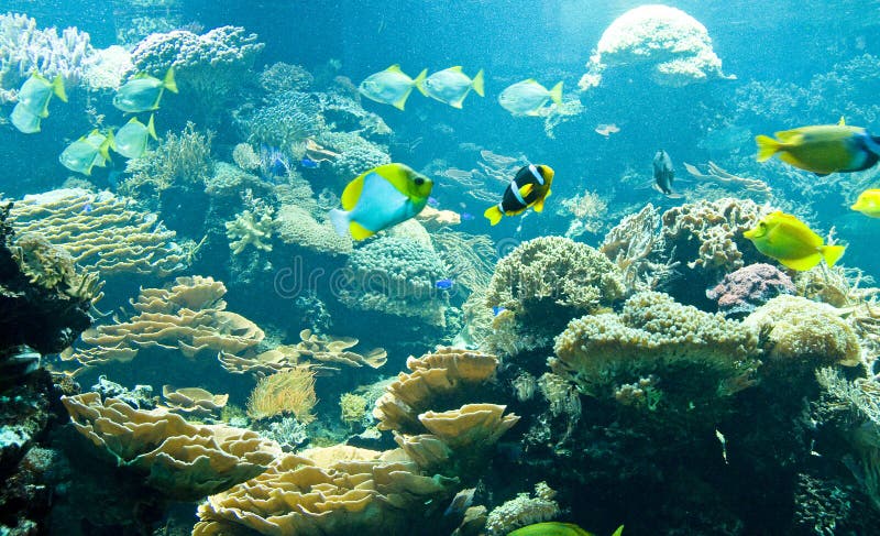 Tropical Fish in Its Habitat Stock Image - Image of maldives, scuba ...