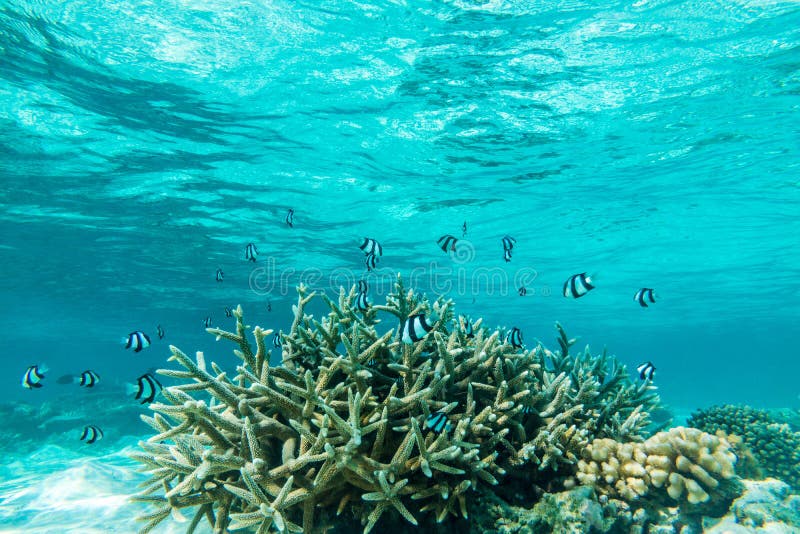 Tropical fish in Maldives stock image. Image of blue - 59814325