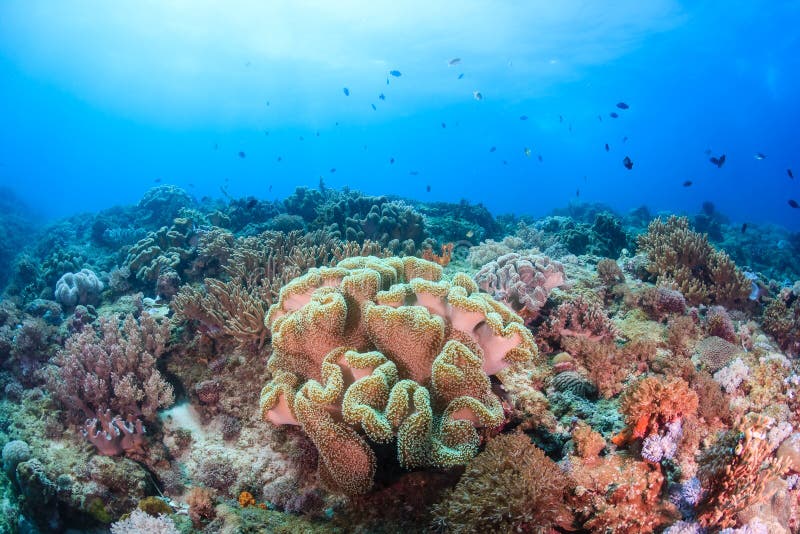 Tropical Fish on a Pacific Coral Reef Stock Photo - Image of fish ...