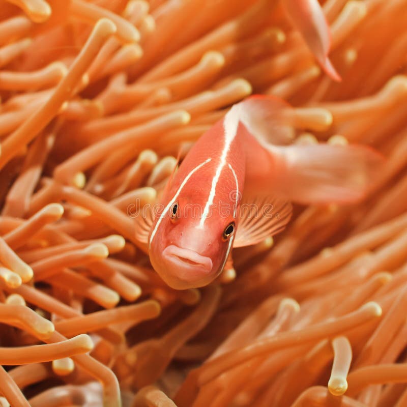 Tropical Fish Pink Clownfish Stock Photo - Image of anemone, egypt ...
