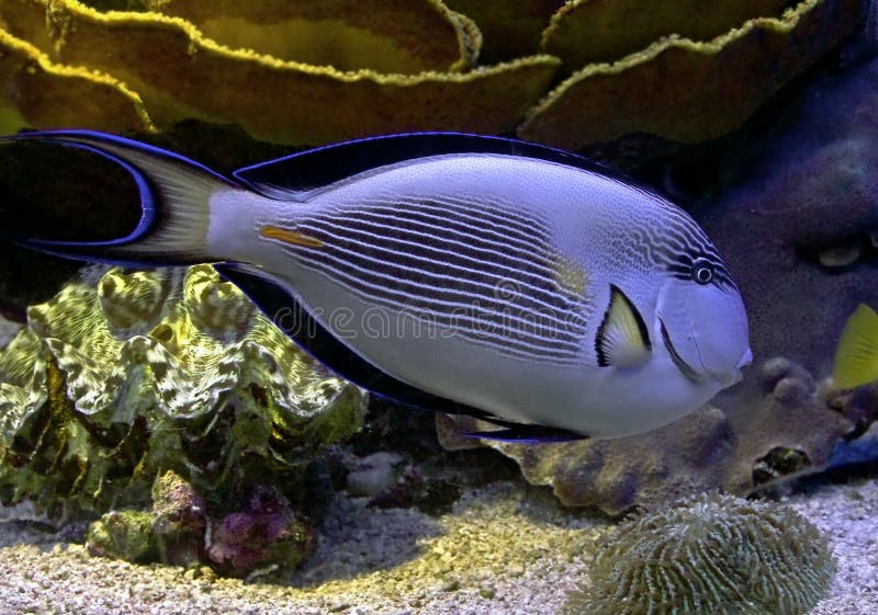 Tropical Fish 18 stock image. Image of animal, poikilotherm - 3144759