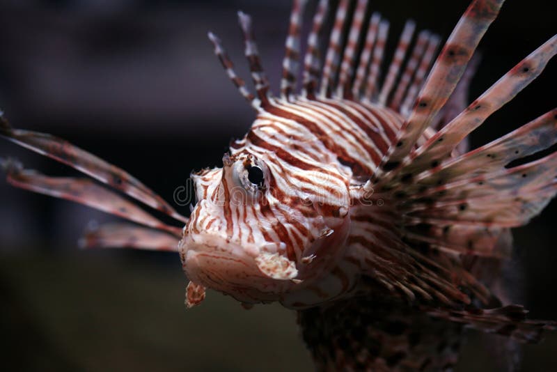 Spiky Fins Stock Photos - Free & Royalty-Free Stock Photos from Dreamstime