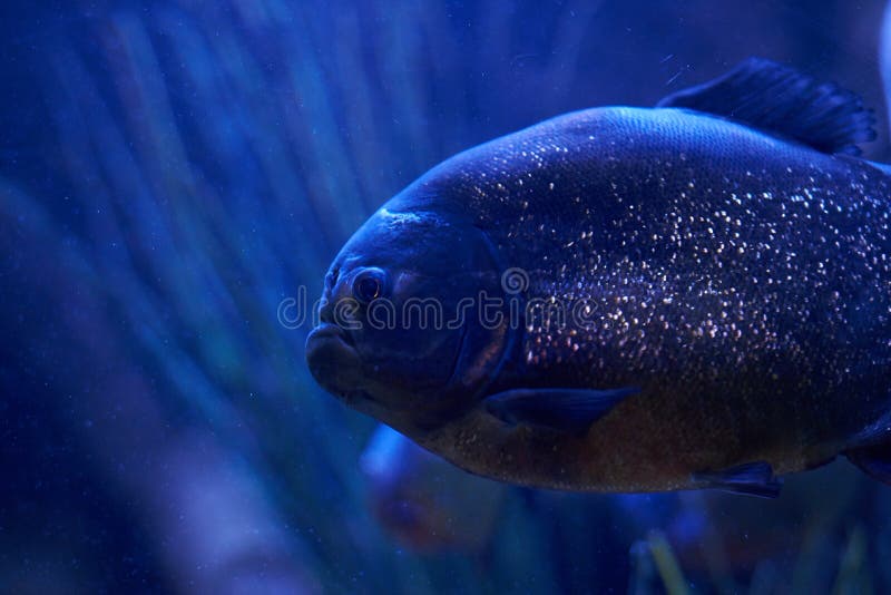332 Reflective Fish Scales Stock Photos - Free & Royalty-Free Stock ...
