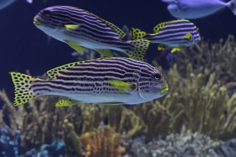Tropical Fish in the Rotterdam Blijdorp Zoo in the Netherlands Stock ...