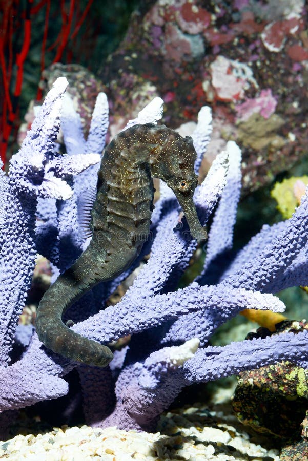 Tropical Fish, Seahorse on Black Background Stock Image - Image of ...