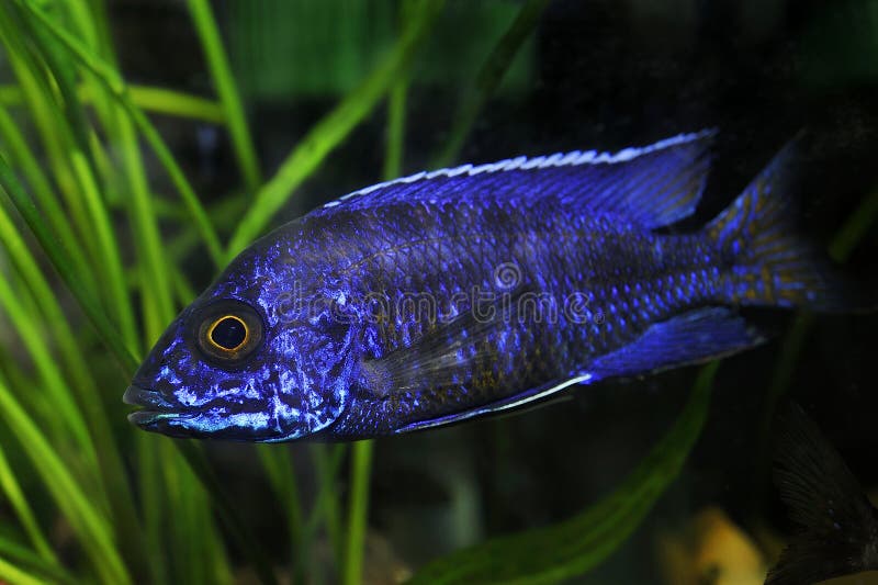 Fish stock image. Image of nature, color, plant, aquatic - 47526857