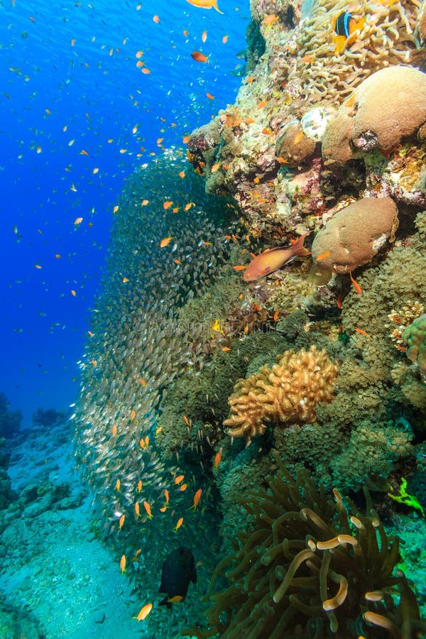 Tropical Fish Swim Around a Thriving Coral Pinnacle Stock Photo - Image ...