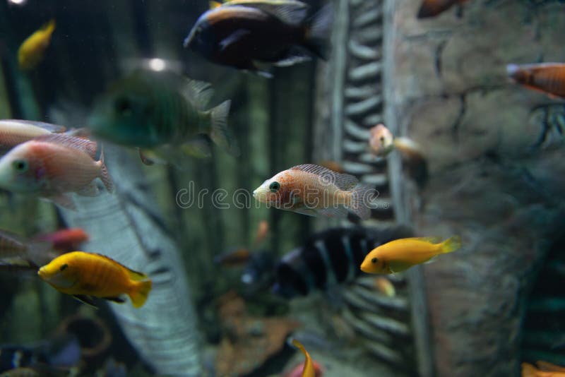 Tropical Fish Swim in the Sea Water of the Aevarium Stock Photo - Image ...