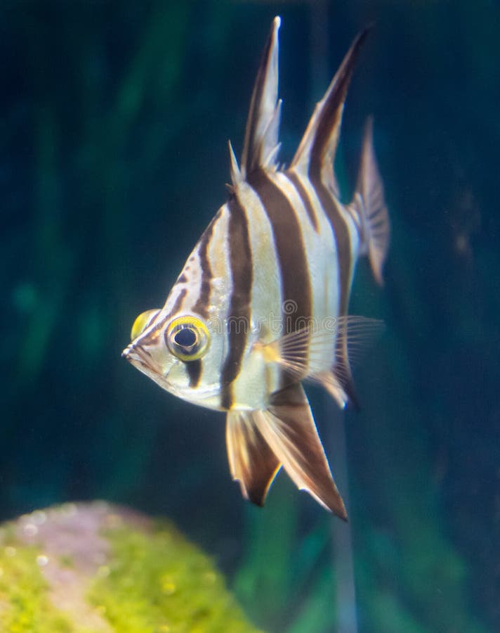 Tropical Fish Swimming in an Aquarium, Close-up of a Fish Stock Photo ...