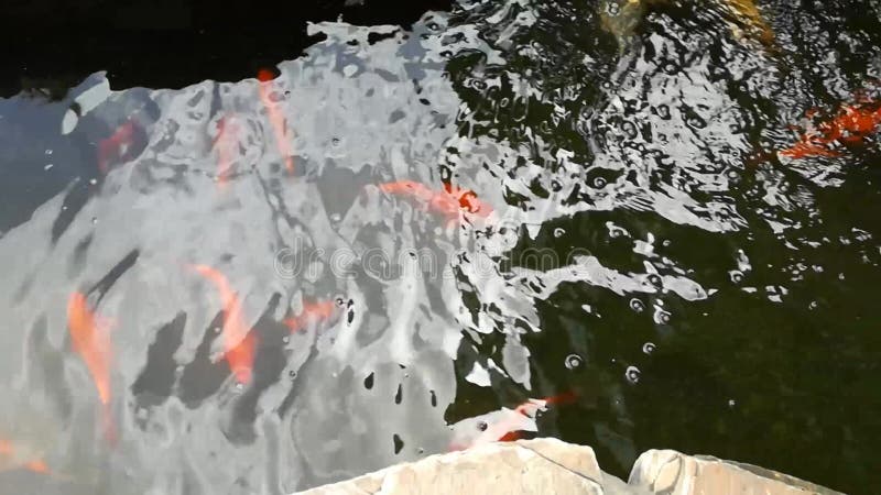 Tropical Fish Swimming at the Base of a Fountain Stock Footage - Video ...