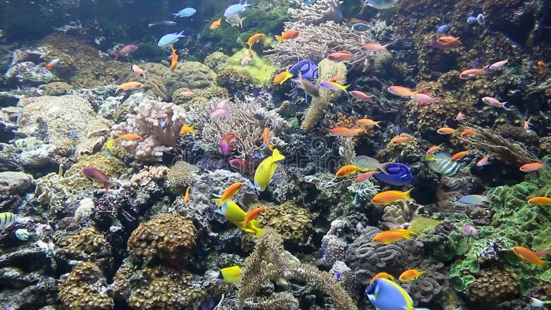 Tropical Fish Exploring Sunlit Reef Amidst Clear Waters Stock Footage ...